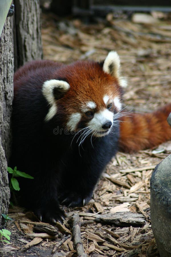 Pet Red Panda Bear in His Cage Stock Photo - Image of beautiful, face ...