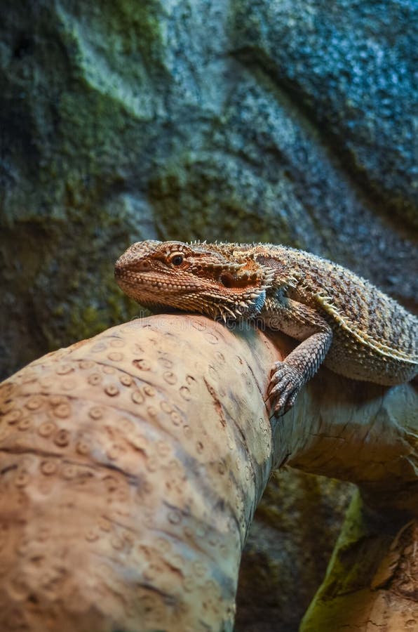 Pet Reptile Resting on the Wooden Log Stock Photo - Image of australia ...