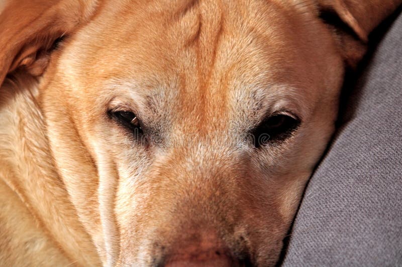 Pet resting stock image. Image of animal, head, mammal - 277933859