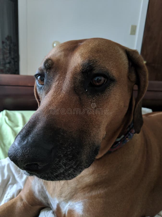 Pet Ridgeback smile stock image. Image of snout, whiskers - 183120989