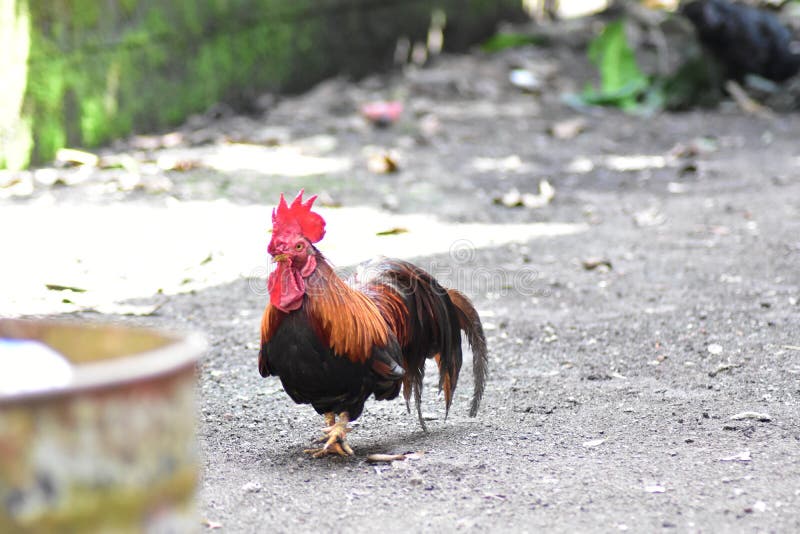 Pet Rooster in the Home Garden Stock Photo - Image of detail, rooster ...