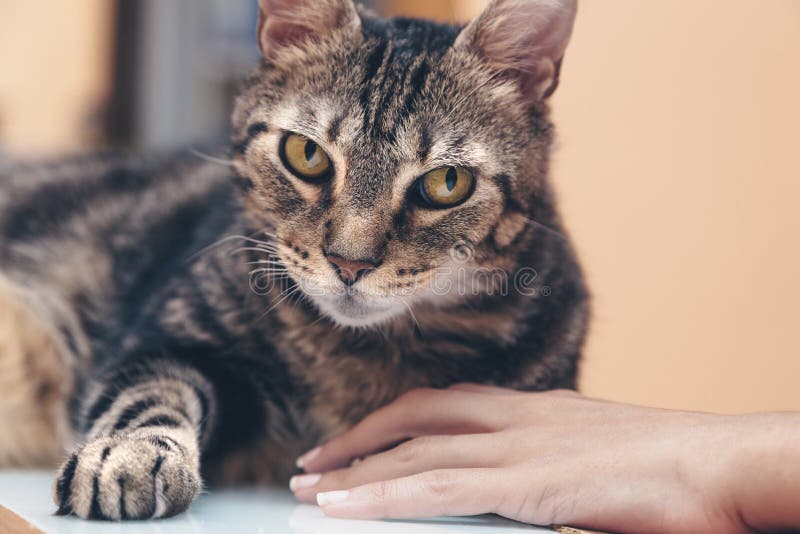 Pet`s Hand, Cat Facing the Camera, Pet`s Paw and Woman`s Hand Stock ...