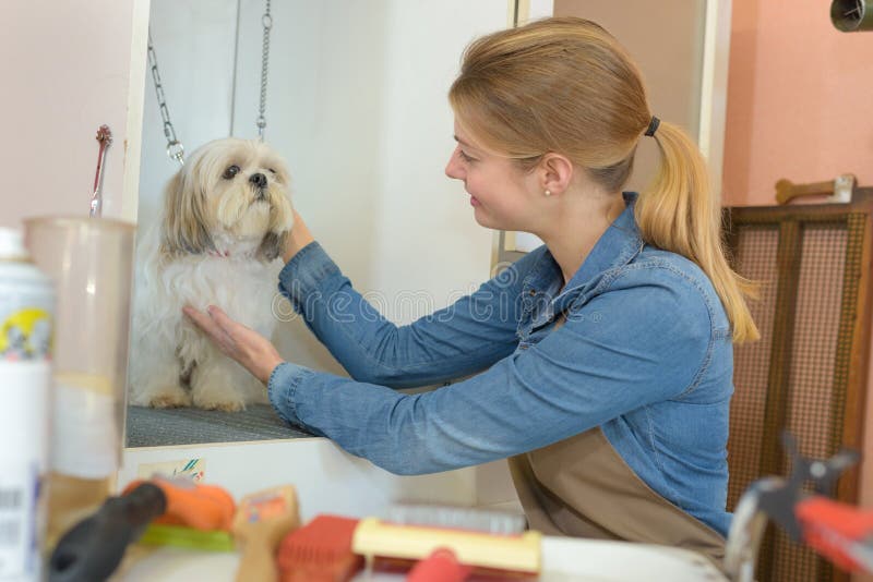 In the pet salon stock photo. Image of attractive, shop - 120350800