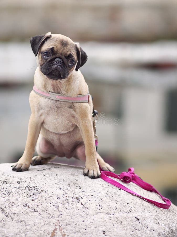 Pet. Seated female pug stock photo. Image of animal, outdoor - 79196274