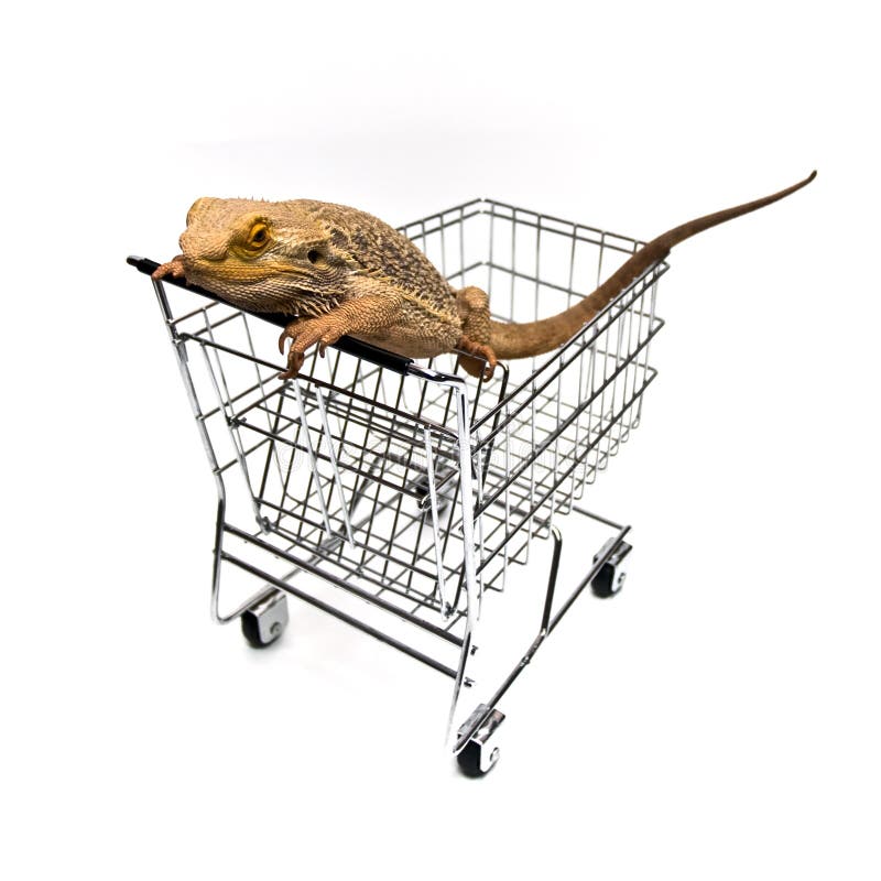 766 Metal Lizard Photos - Free & Royalty-Free Stock Photos from Dreamstime