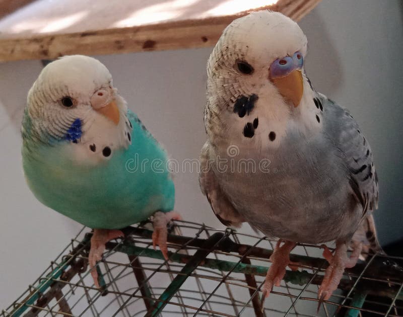 Purple Parakeets