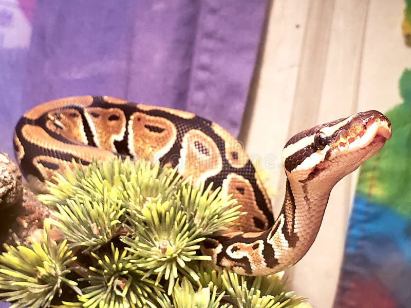 Pet snake ball python stock photo. Image of ball, snake - 163678846