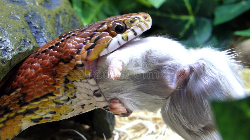 Pet snake eating a rodent stock photo. Image of mouse - 126573220