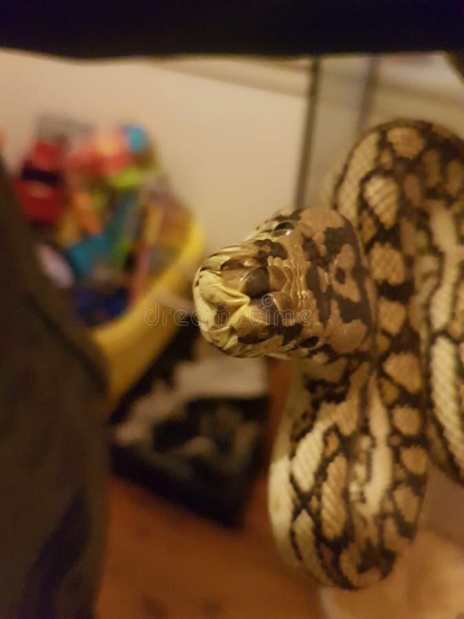 Pet snake, female, python stock photo. Image of female - 156559704