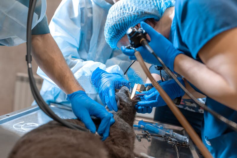 Pet Surgeons Team Make Difficult Operation. Cat Under General ...