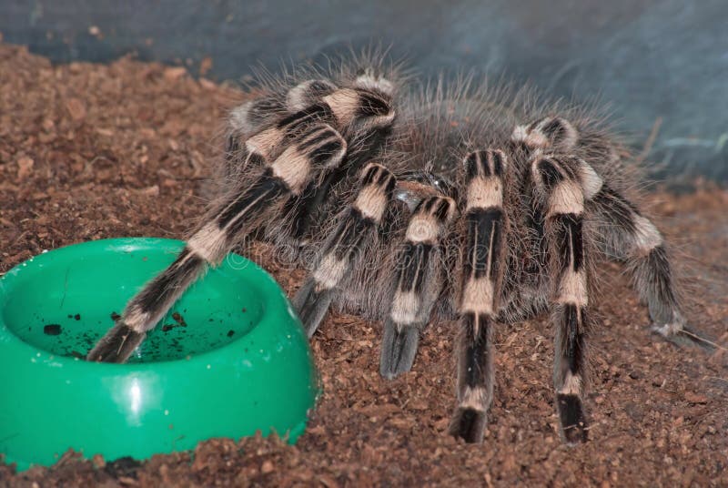 A pet tarantula stock image. Image of terrarium, cephalothorax - 19448285