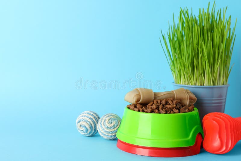 Pet Toys, Bowls and Wheatgrass on Light Blue Background, Space for Text ...