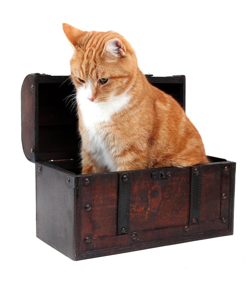 Sweet Red Cat in Treasure Chest Stock Image - Image of case ...