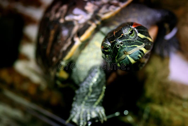 Pet Turtle stock image. Image of shell, pets, green, striped - 1734969