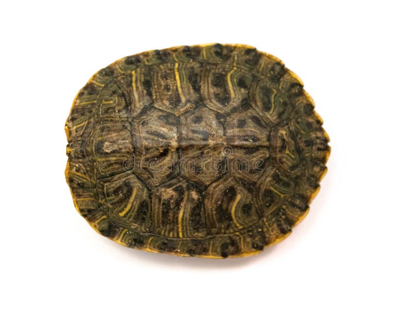Pet Turtle Red-eared Slider or Trachemys Scripta Elegans Hides Its Head ...