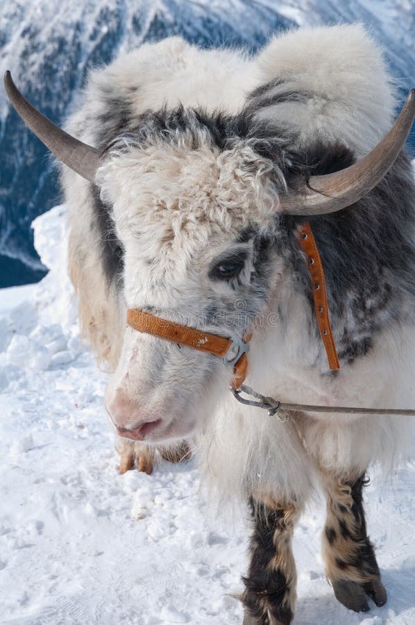 Pet um iaque. imagem de stock. Imagem de caucasiano, rocha - 18689893