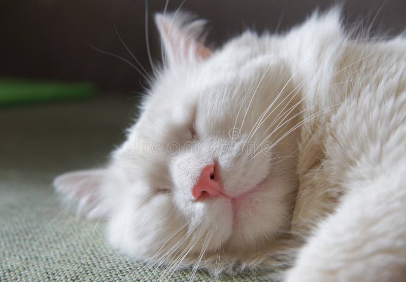 The Pet White Cat is Sleeping. the Cat Dreams. Sleeping Cat. Nice Cat ...