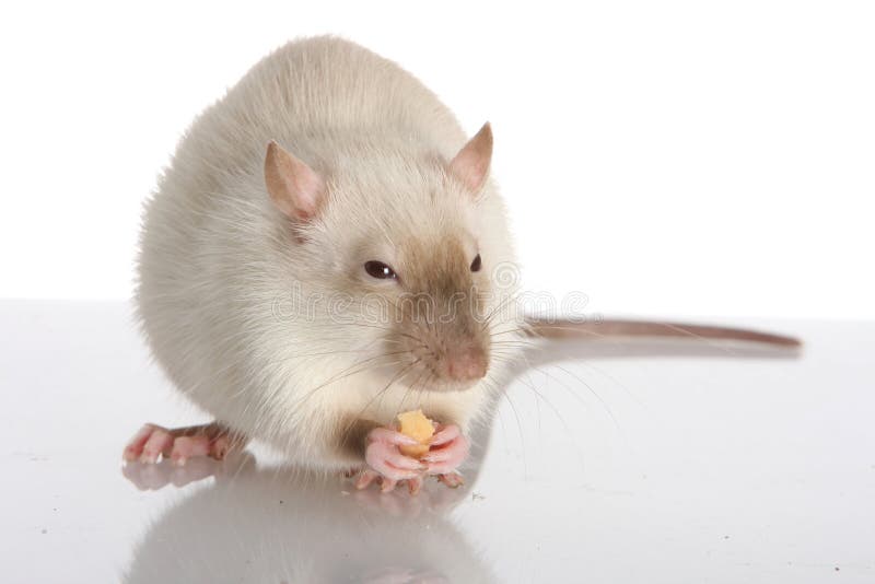 Pet White Rat stock image. Image of crunchy, pets, portrait - 13741437