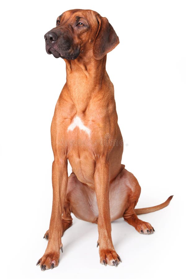 Pet on white stock photo. Image of hound, adult, doggie - 35333210
