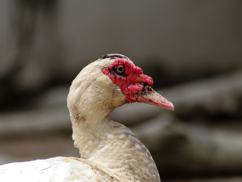 The Pet of the Wild Muscovy Duck Stock Photo - Image of duck, indonesia ...