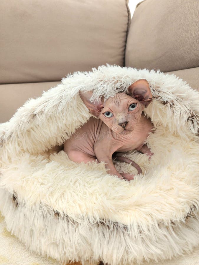 Pet Year Sphinx Lying in White Fluffy Pillow Stock Image - Image of ...