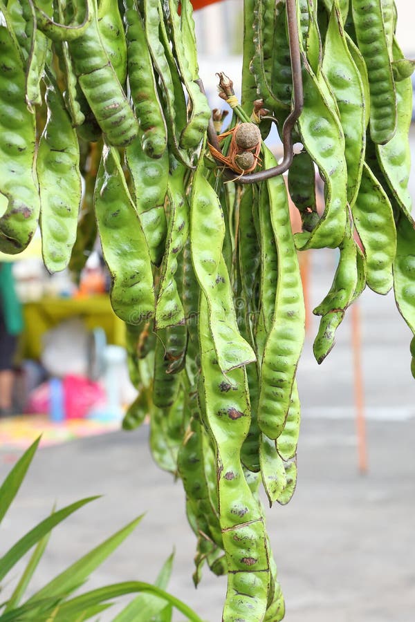 Stinky Beans Or Bitter Beans Stock Photo - Image of healthy, meal ...