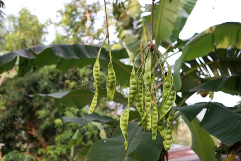 Petai fruit on the tree stock photo. Image of green - 342515562