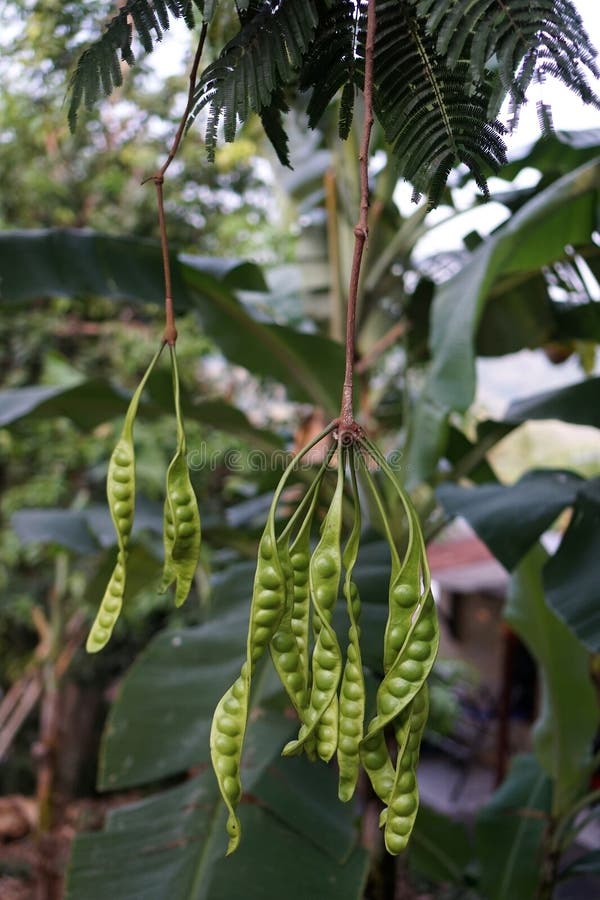 Petai fruit on the tree stock image. Image of asian - 342515605