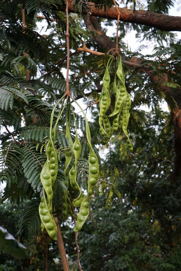 Petai fruit on the tree stock image. Image of plant - 342515643