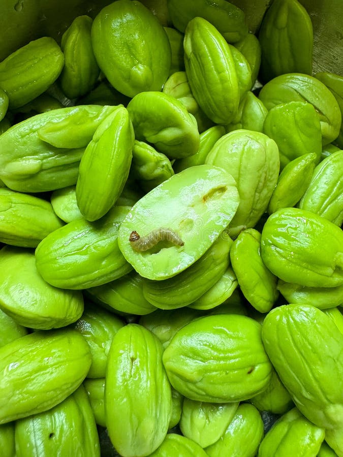 Petai stock photo. Image of speciosa, peculiar, indonesia - 316510506