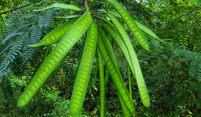 Petai Tree with Dense Leaves and Fruit Hanging Beautifully Stock Image ...