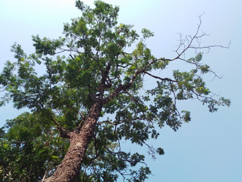 Petay Tree Stock Photos - Free & Royalty-Free Stock Photos from Dreamstime