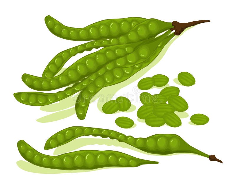 Petai Vegetables Typical Tropical Food Smell. Petai Vector Design Stock ...