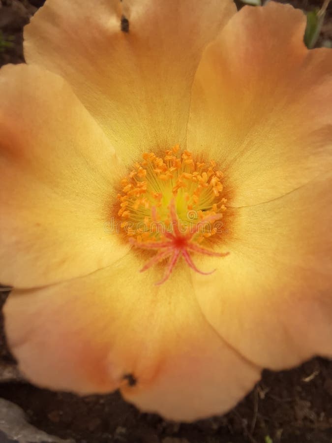 Petal Flower Orange in a Sunlight Farm Stock Photo - Image of farm ...