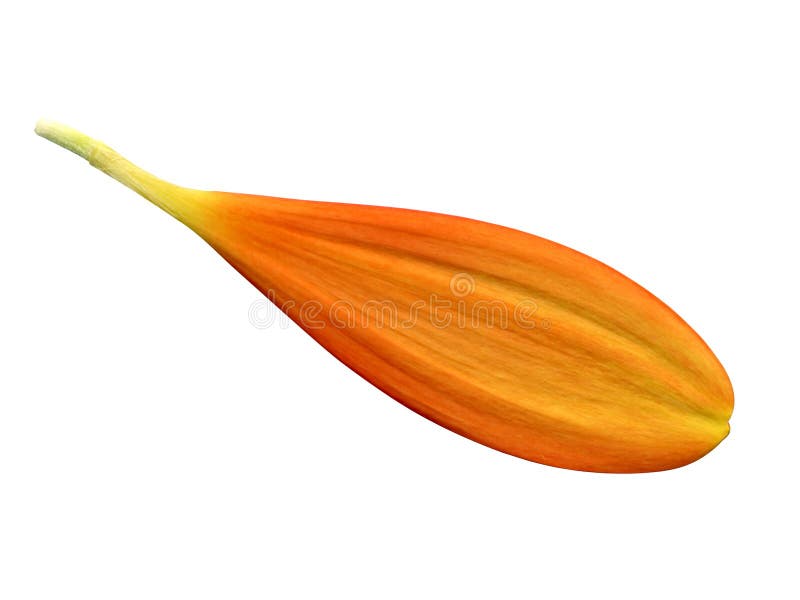 Lily petal stock image. Image of close, smell, pink, natural - 4646005