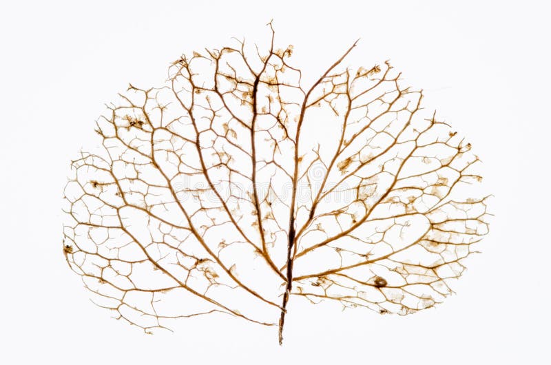 Dried Leaf Skeleton stock image. Image of branch, modern - 80195121