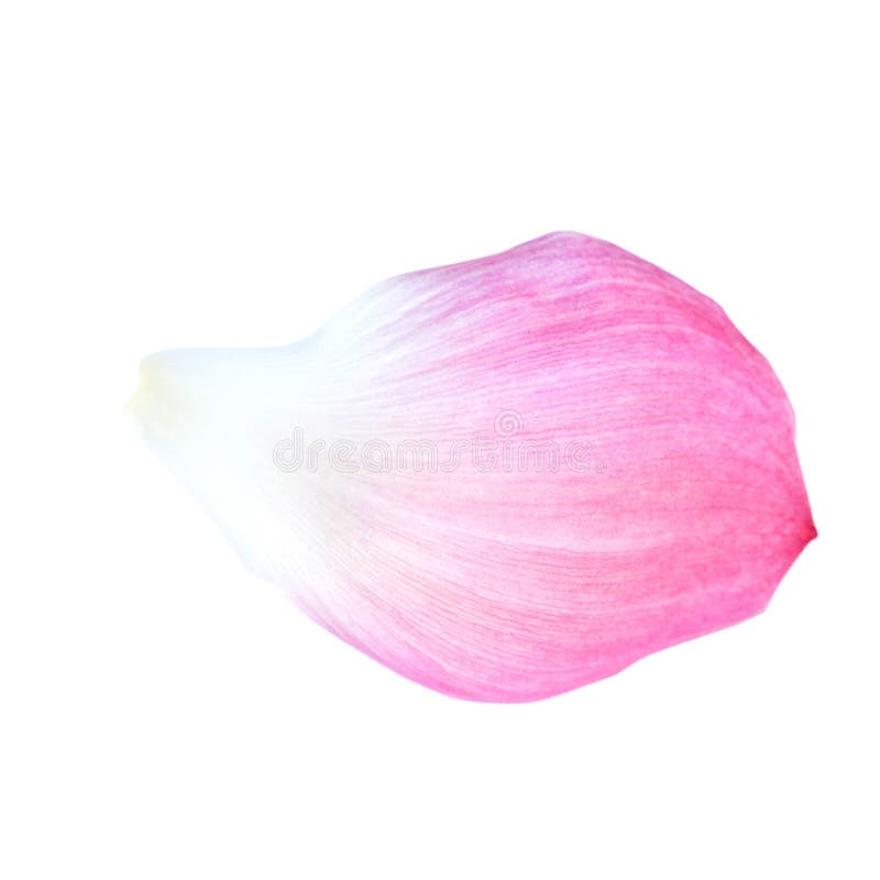 Lily petal stock image. Image of close, smell, pink, natural - 4646005