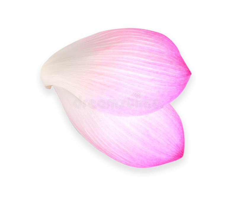 Petal Lotus Isolated on White Top View Stock Photo - Image of waterlily ...