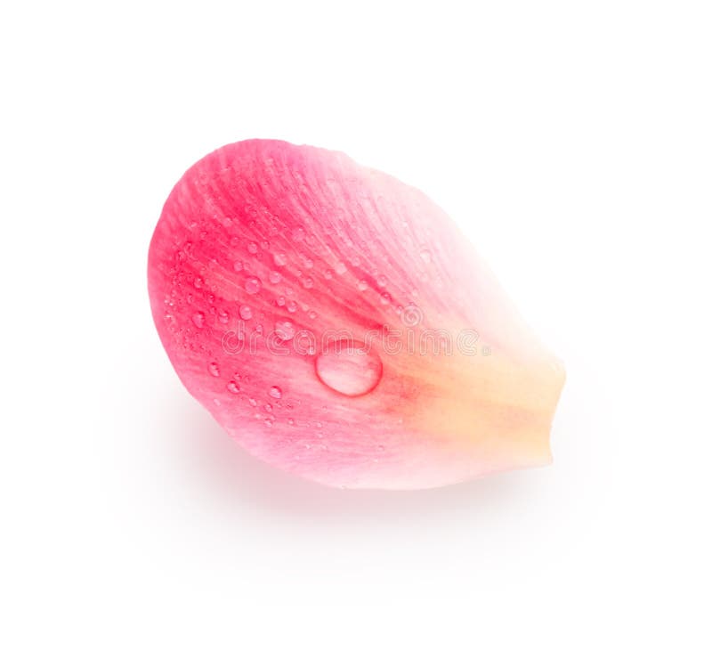 Petal of Pink Flower Isolated on White Stock Photo - Image of elegant ...