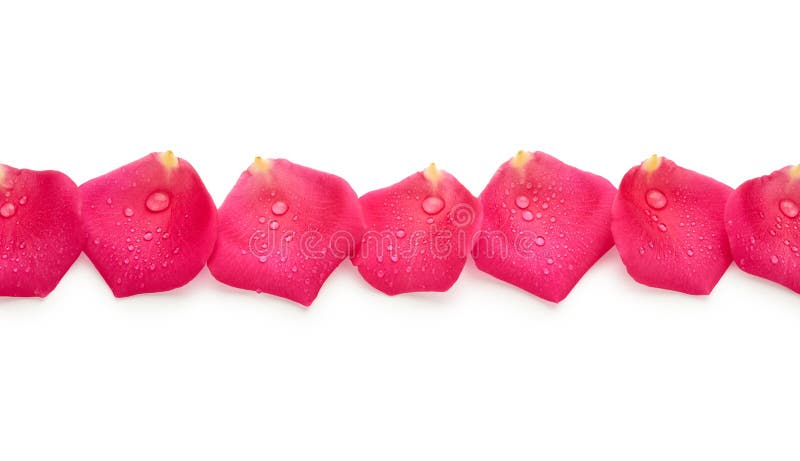Petal of Pink Flower Isolated on White Stock Image - Image of pattern ...