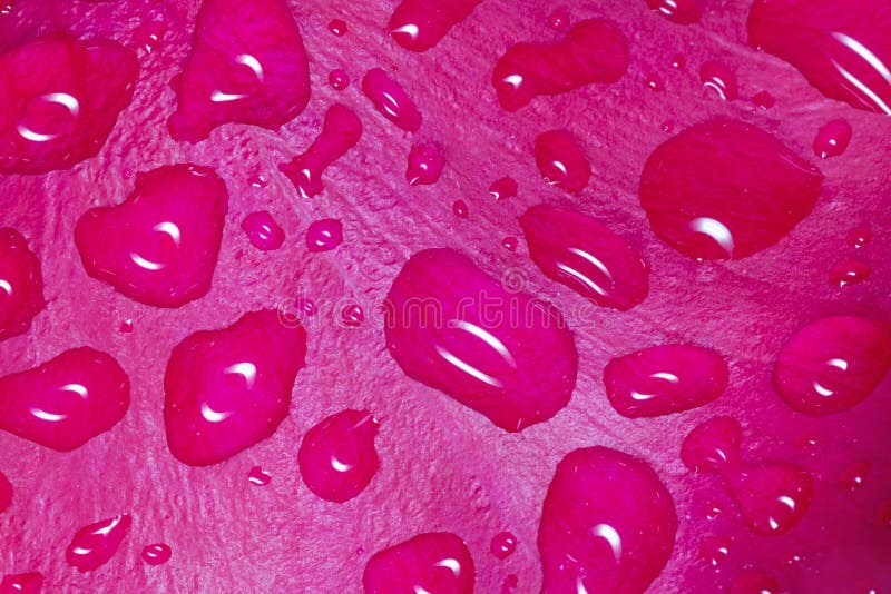Petal of Pink Rose Covered with Rain Drops Stock Photo - Image of pink ...