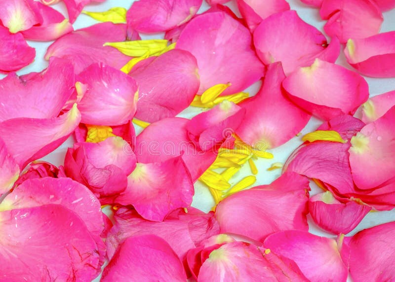 Petal of Pink Rose with Other Stock Image - Image of corner, rose: 49925491