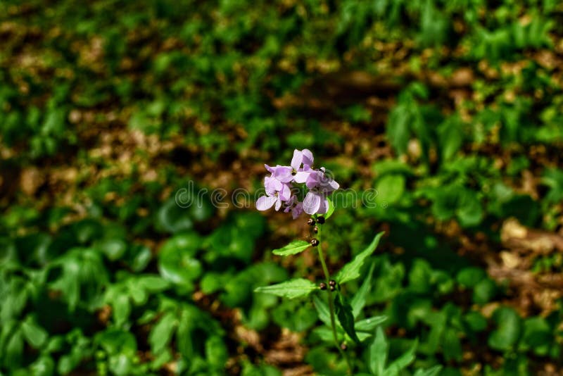 Petala Nature Stock Photos - Free & Royalty-Free Stock Photos from ...