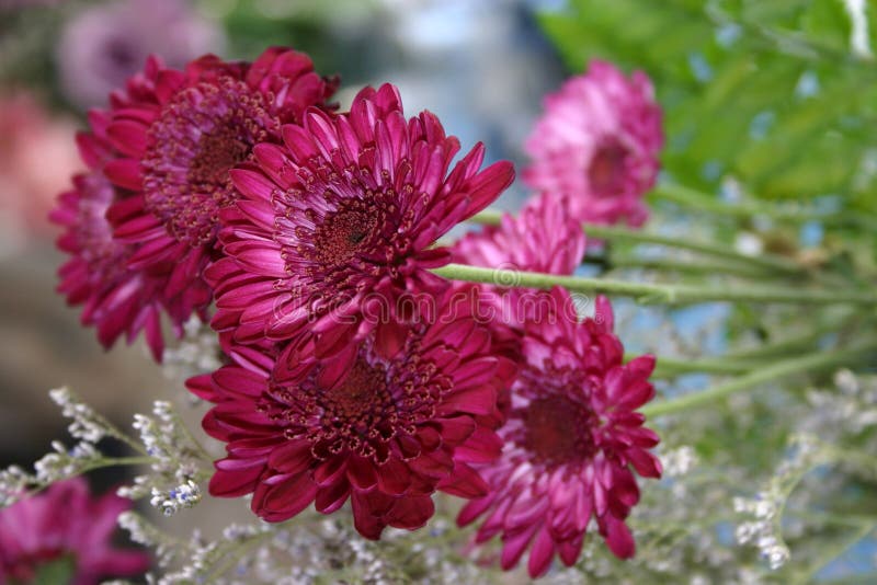 Petali Di Colore Rosa Caldo Immagine Stock - Immagine di campo ...