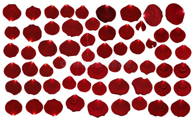 Petali di Rosa immagine stock. Immagine di modello, valentina - 10819923