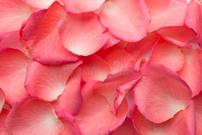 Petali di Rosa. fotografia stock. Immagine di concetti - 33382706