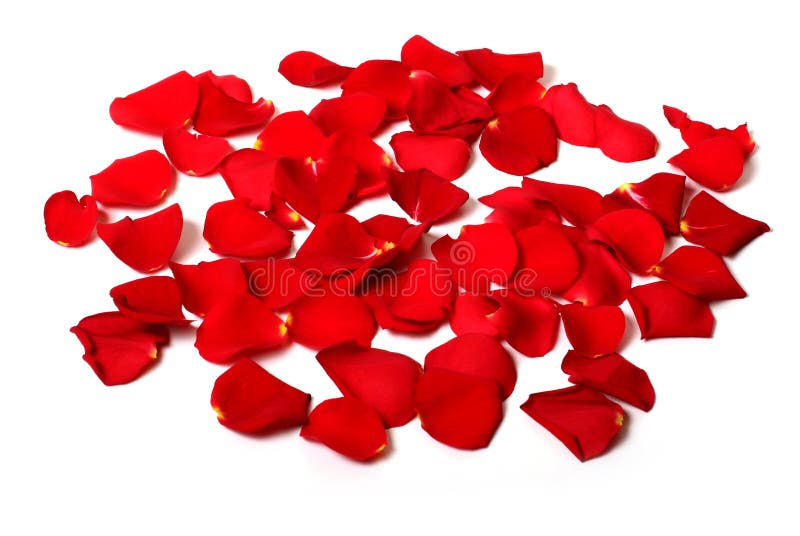 Petali di Rosa isolati fotografia stock. Immagine di petalo - 1288980