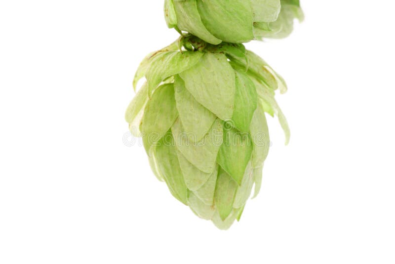 Petali Di Verde Del Fiore Del Luppolo. Fotografia Stock - Immagine di ...