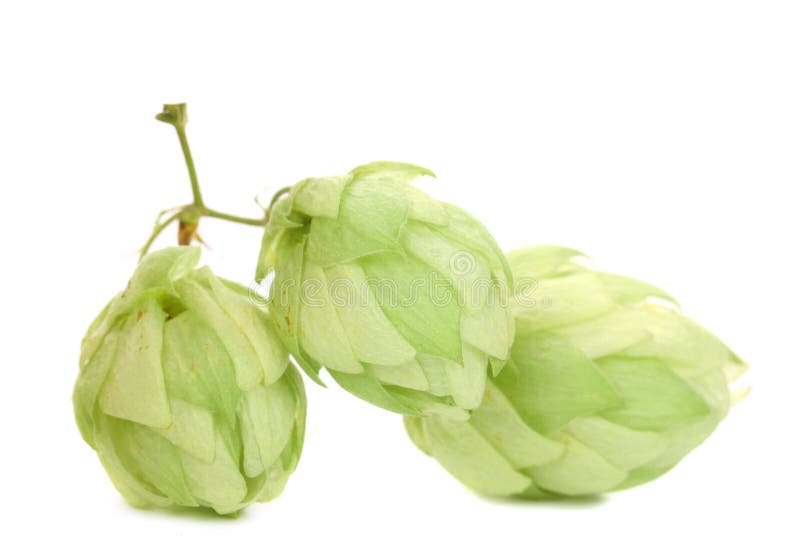 Petali Di Verde Del Fiore Del Luppolo. Immagine Stock - Immagine di ...