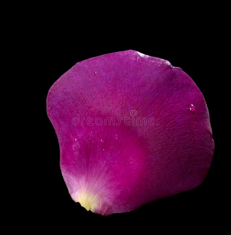Petalo rosa viola immagine stock. Immagine di scuro, nero - 31058029